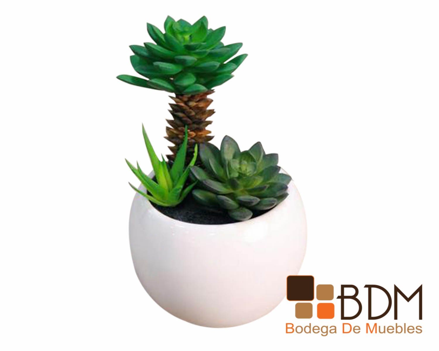 Maceta con Dos Cactus y Savila - Bodega de Muebles | Mueblería Online